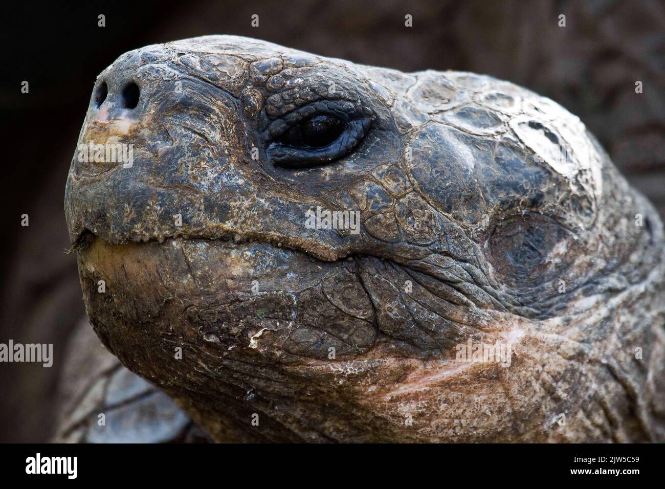 A closeup shot of a Galapagos Giant Tortoise's head Stock Photo - Alamy