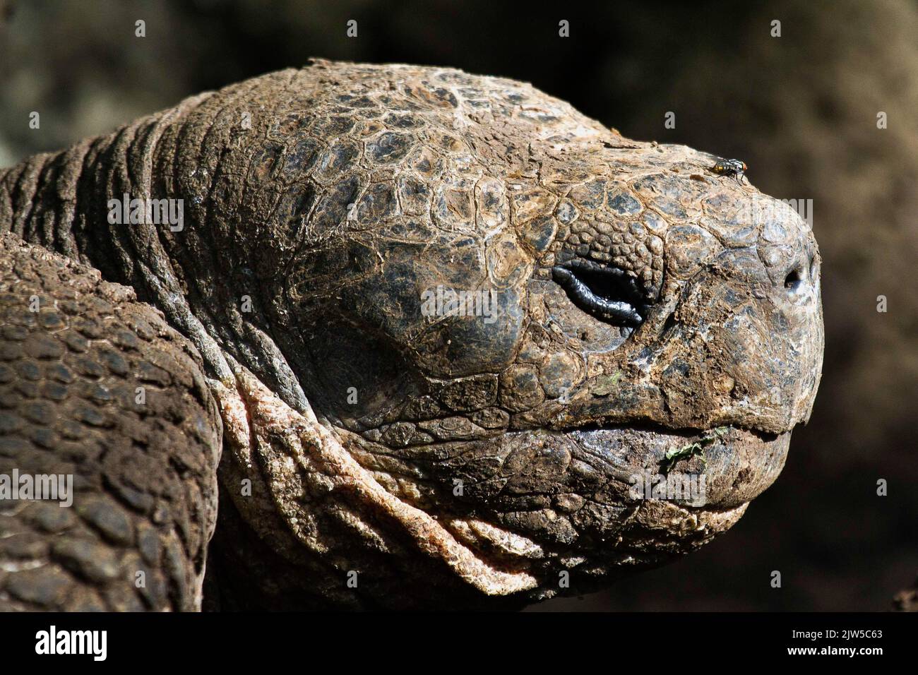A closeup side view of a Galapagos Giant Tortoise's head with a blur ...