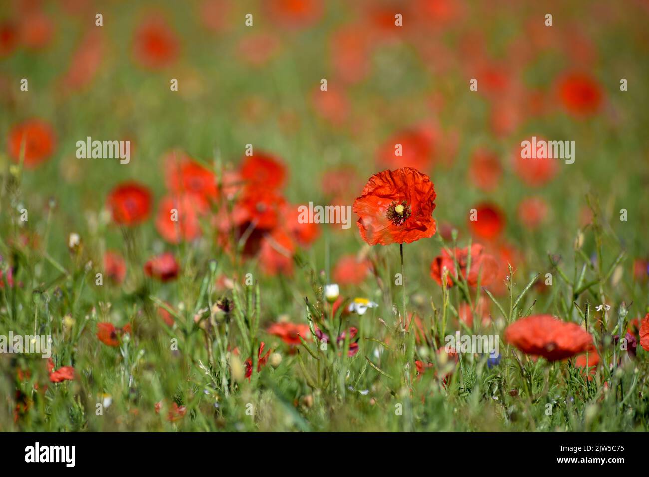 Lentil field hi-res stock photography and images - Alamy