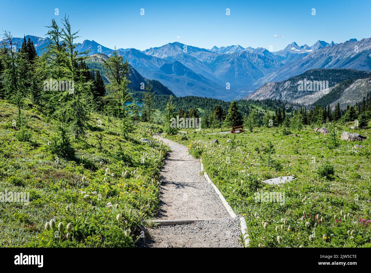 Hiking trail through wildflowers in the Sunshine Meadows of Sunshine ...