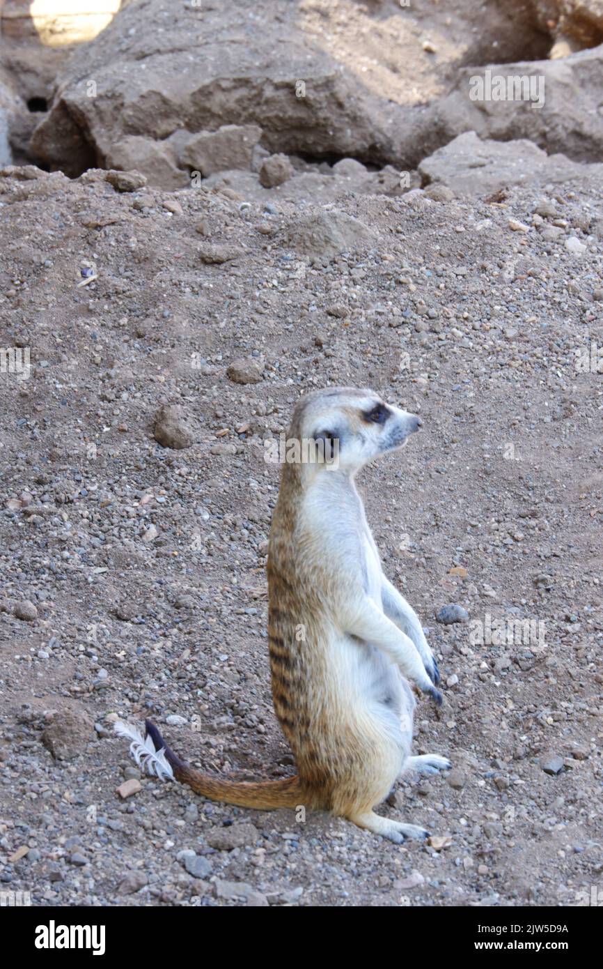 Meerkat standing at sandy land in a Stock Photo - Alamy