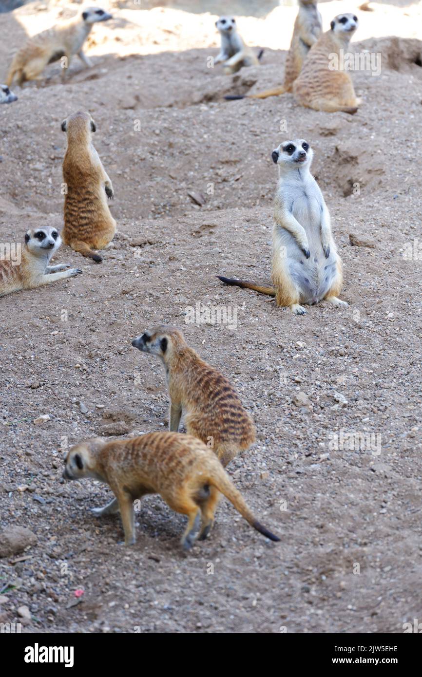 Meerkats in nature hi-res stock photography and images - Alamy