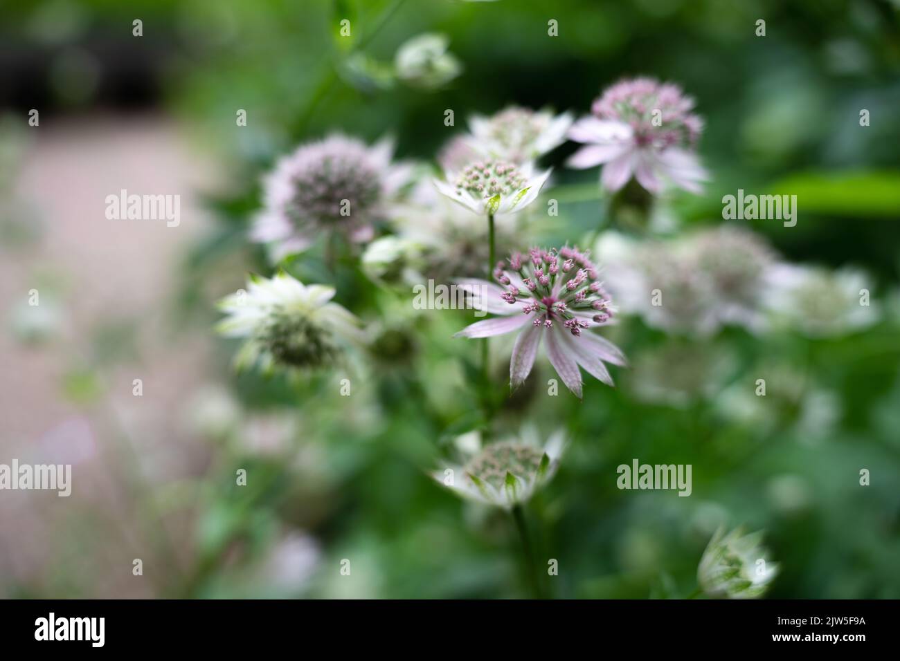 A selective focus shot of a bunch of clovers Stock Photo - Alamy
