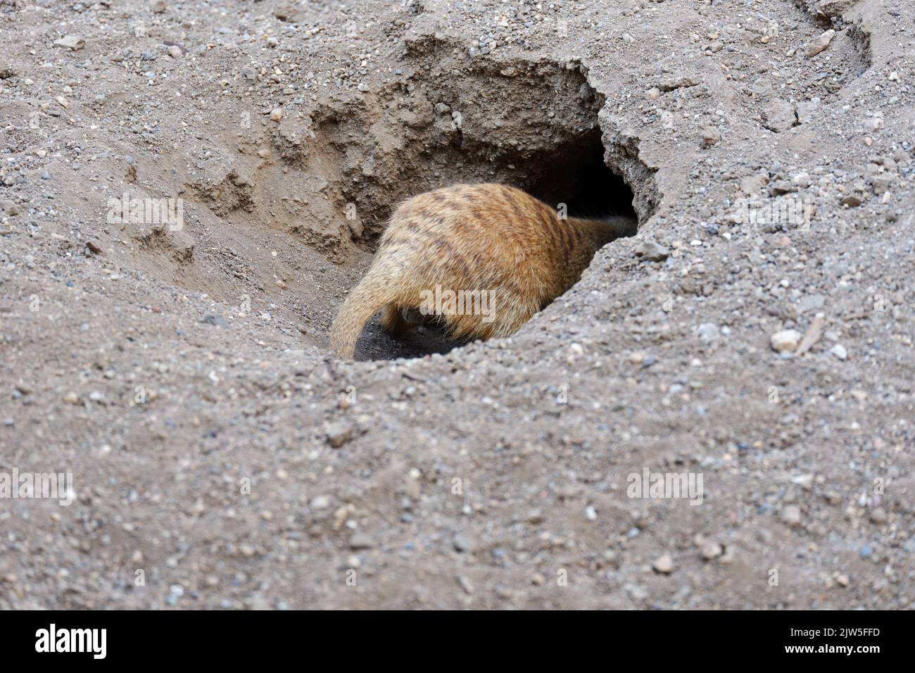 Wild meerkat digging at hole in sandy land in summer Stock Photo - Alamy