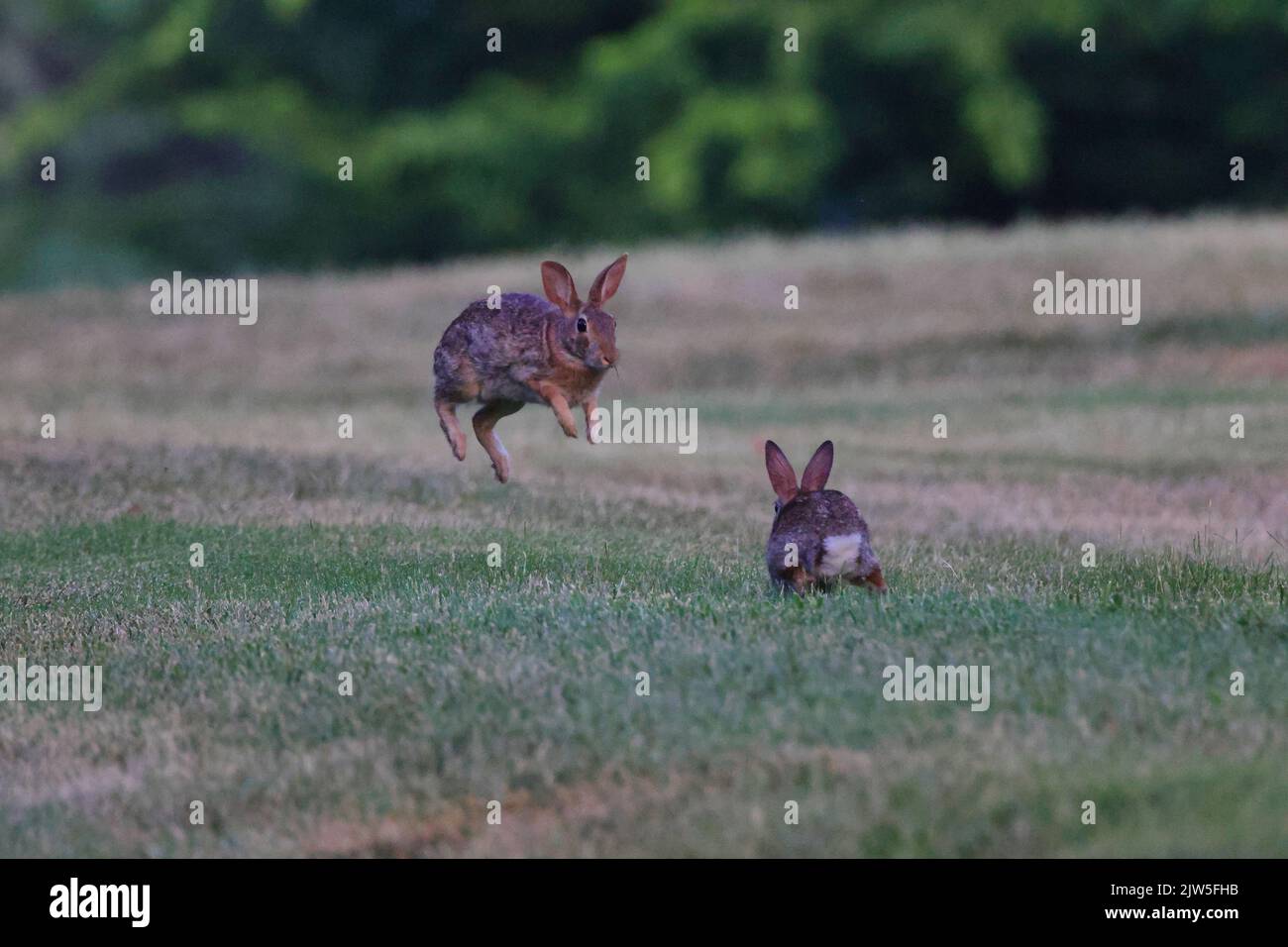 Running rabbits hi-res stock photography and images - Alamy