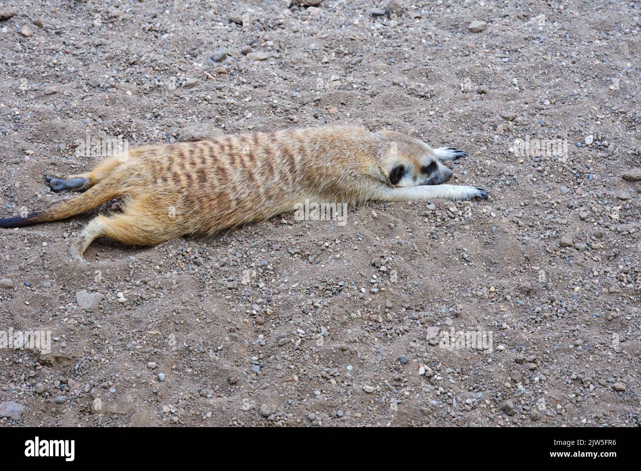 Meerkat laying on sand to rest Stock Photo - Alamy