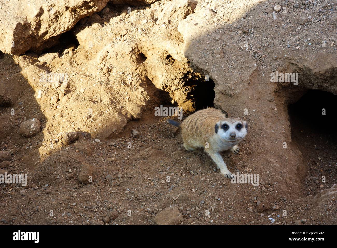 Animal digging hole hi-res stock photography and images - Alamy