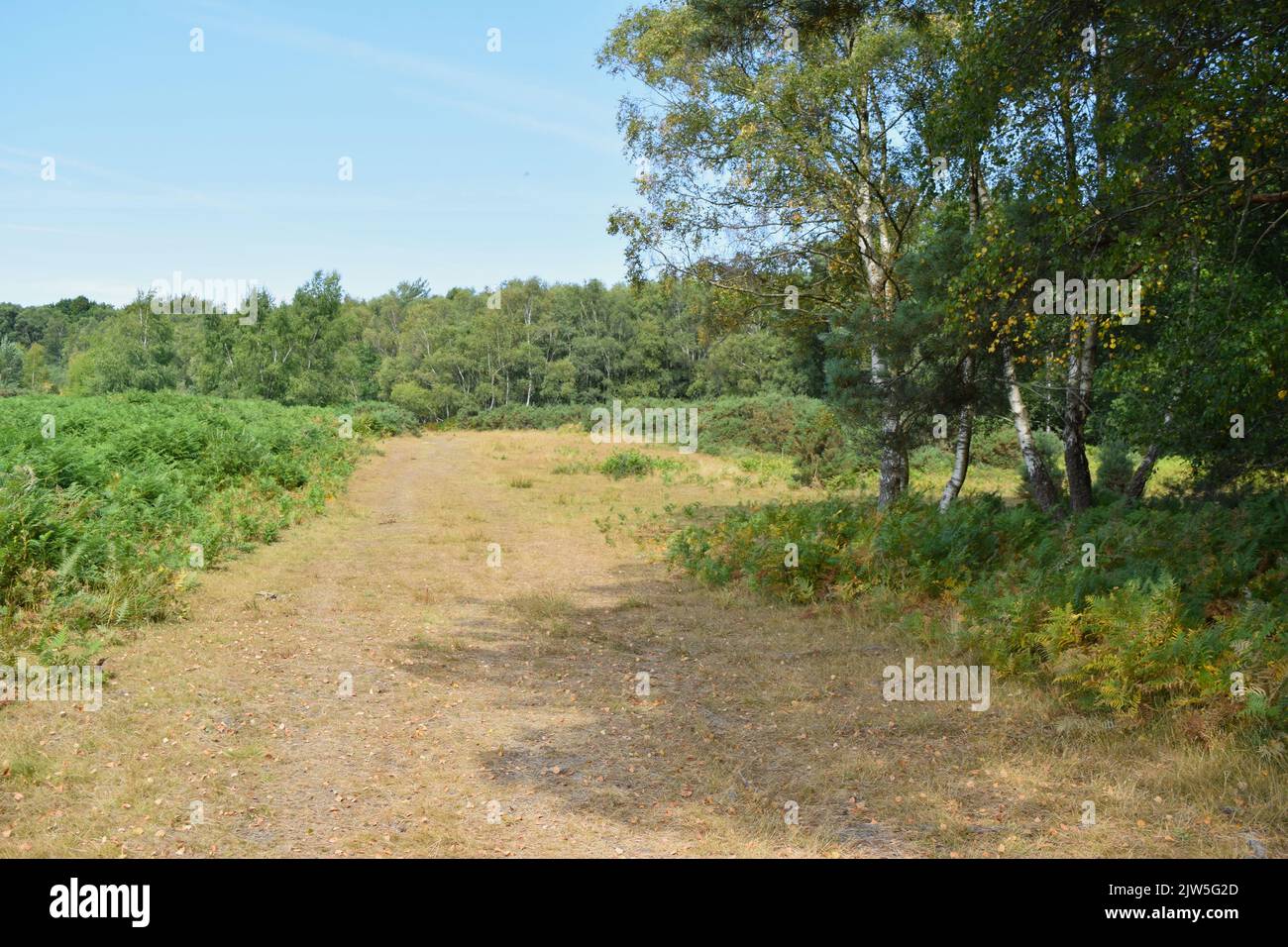 Wide trail in English forest after draught 2022 Stock Photo - Alamy