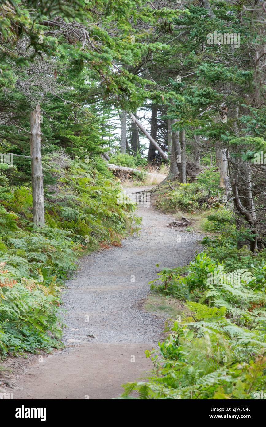 A section of the Ocean Path Trail through the woods in Acadia National ...