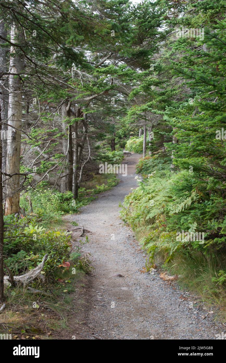 A wooded section of the Ocean Path Trail in Acadia National Park, Mount ...