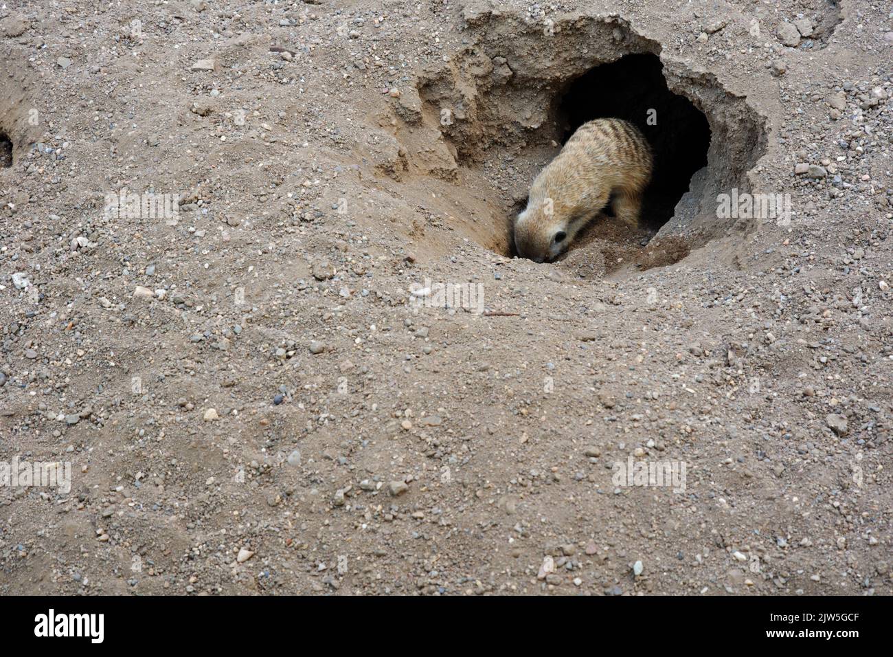 Wild meerkat digging at hole in sandy land in summer Stock Photo - Alamy