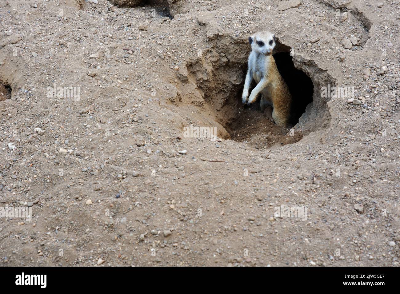 Wild meerkat digging at hole in sandy land in summer Stock Photo - Alamy