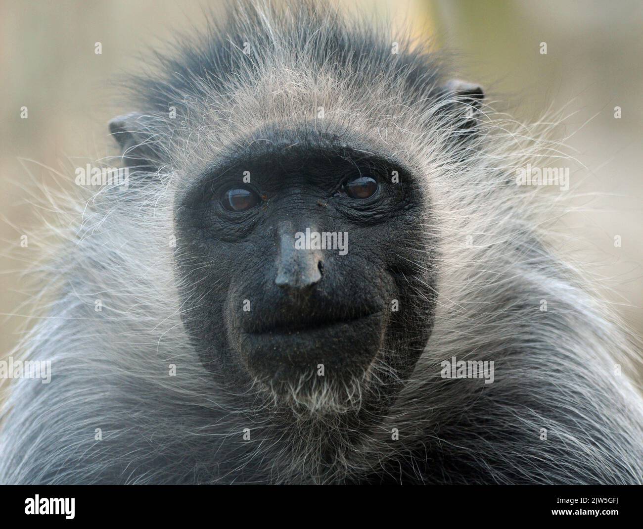 WESTERN BLACK AND WHITE COLOBUS MONKEY AT MARWELL WILDLIFE. PIC MIKE ...