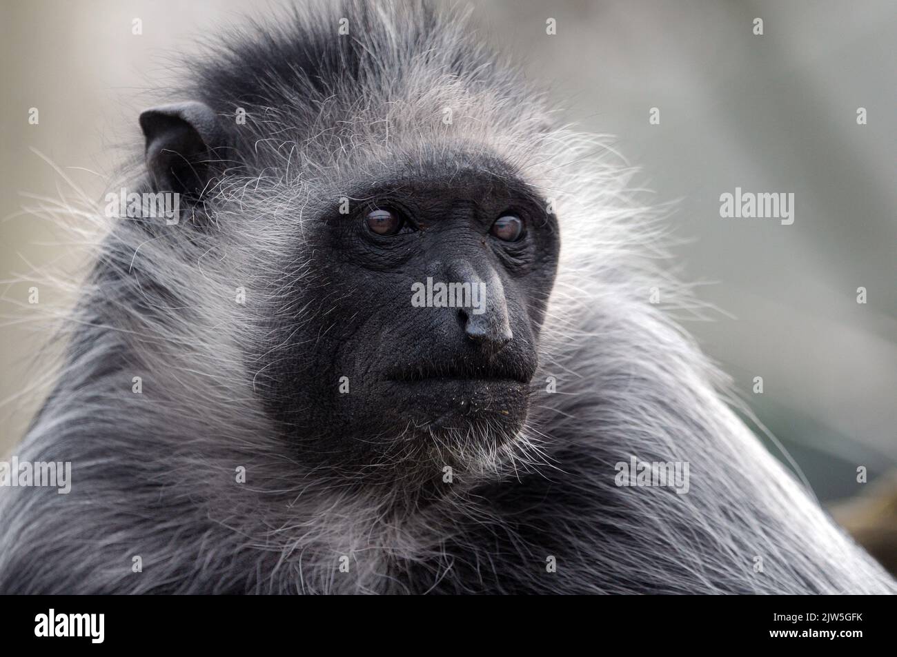 WESTERN BLACK AND WHITE COLOBUS MONKEY AT MARWELL WILDLIFE PARK NEAR ...