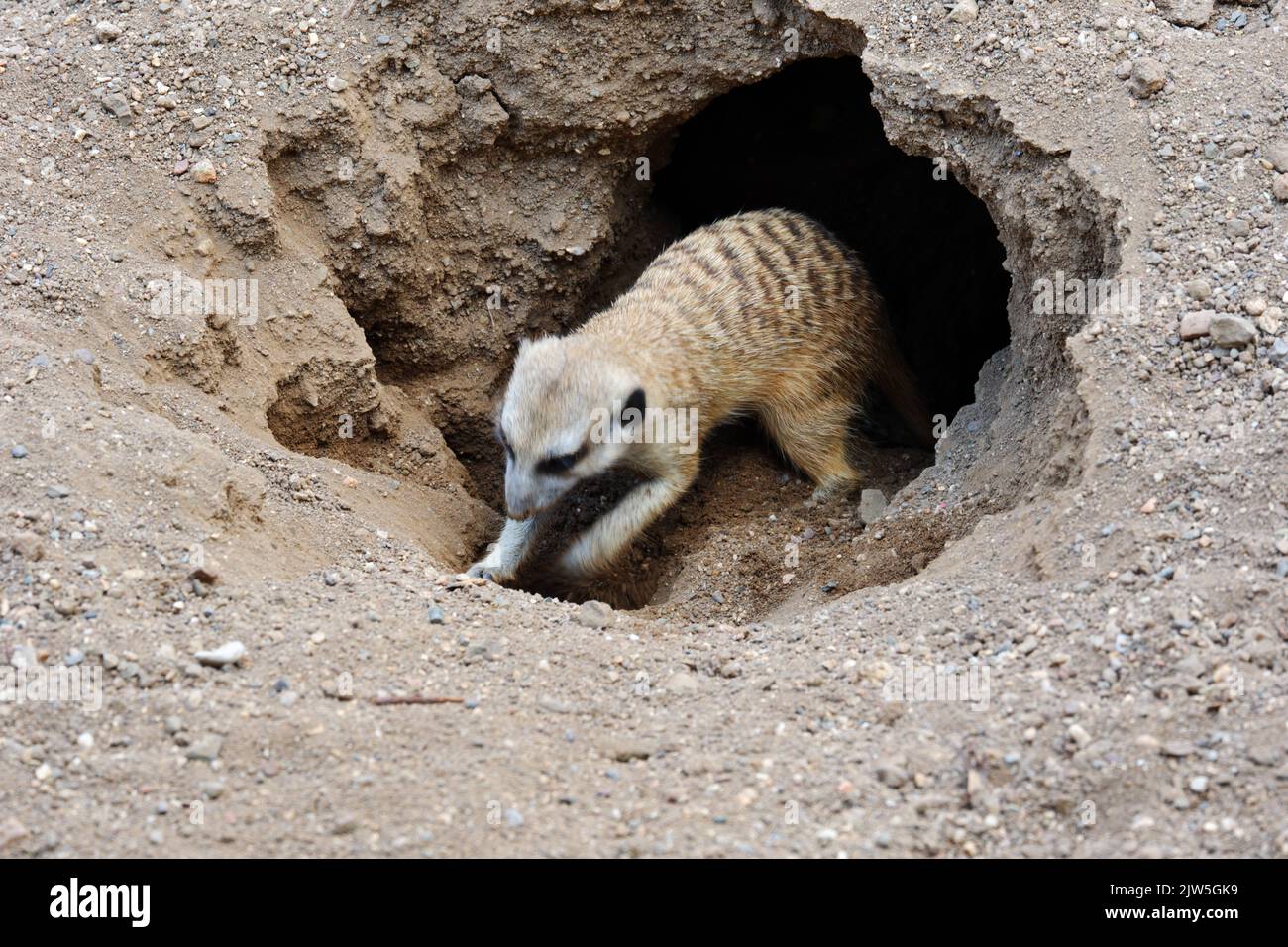 Meerkat digging hole hi-res stock photography and images - Alamy