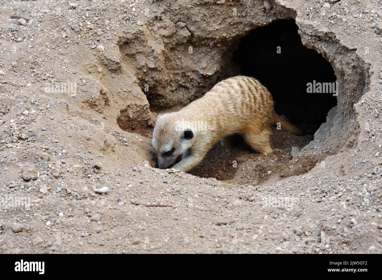 Animal digging hole hi-res stock photography and images - Alamy