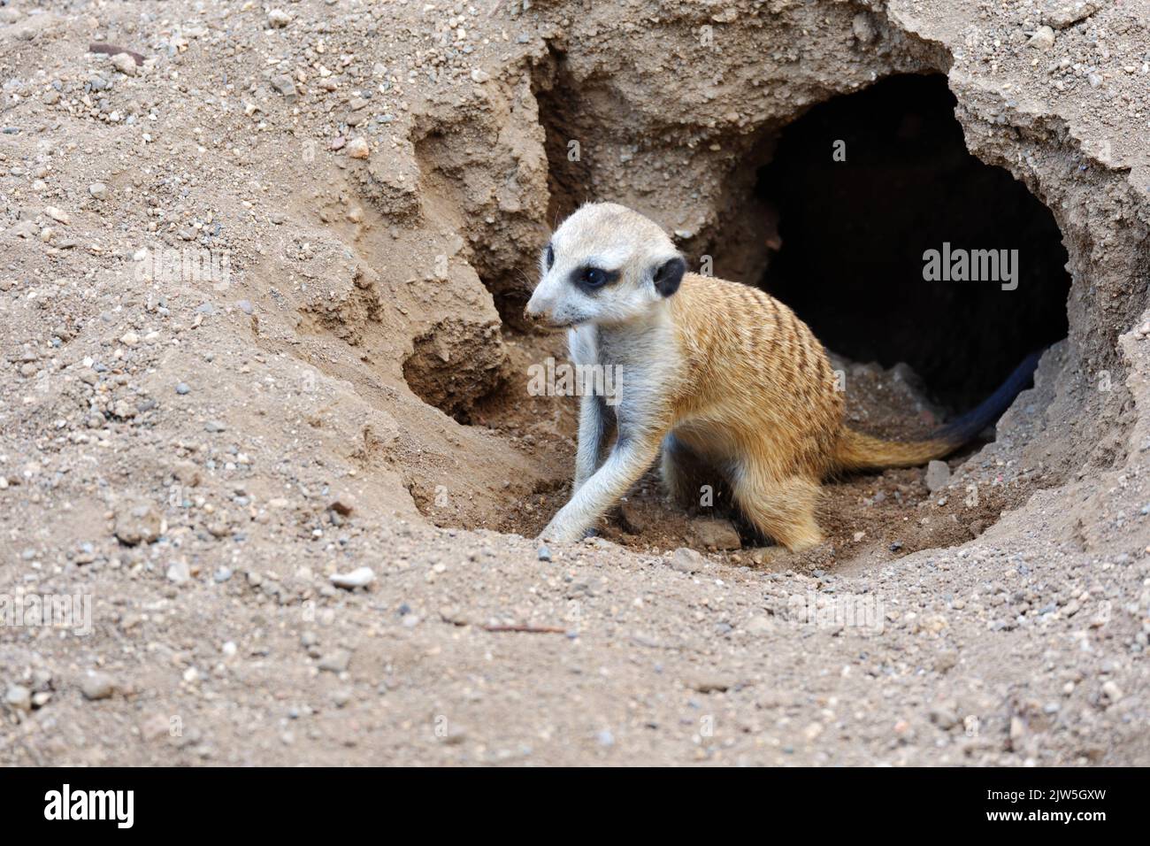 Wild meerkat digging at hole in sandy land in summer Stock Photo - Alamy