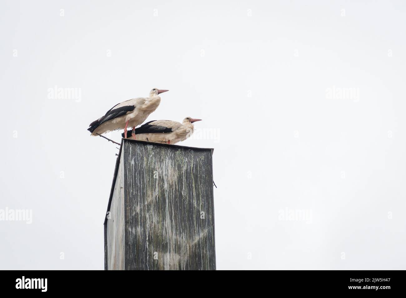Wooden storks hi-res stock photography and images - Alamy
