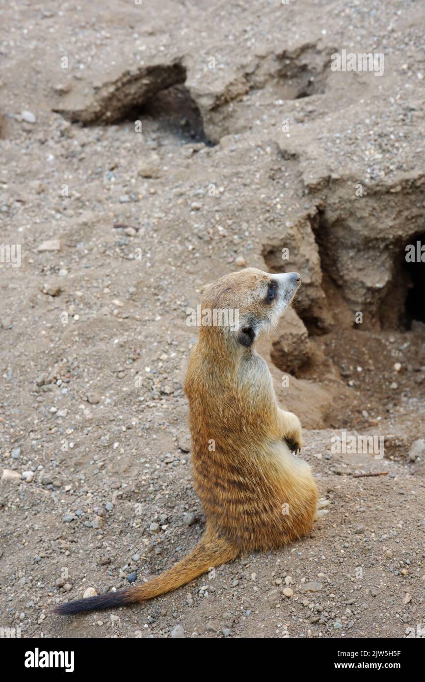 Meerkat suricata suricatta digging hole hi-res stock photography and ...