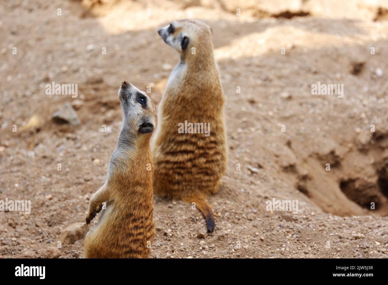 Meerkats standing at sandy land in nature Stock Photo - Alamy