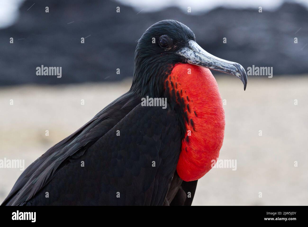 A closeup side view of a Frigatebird with black plumage, long bill, red ...