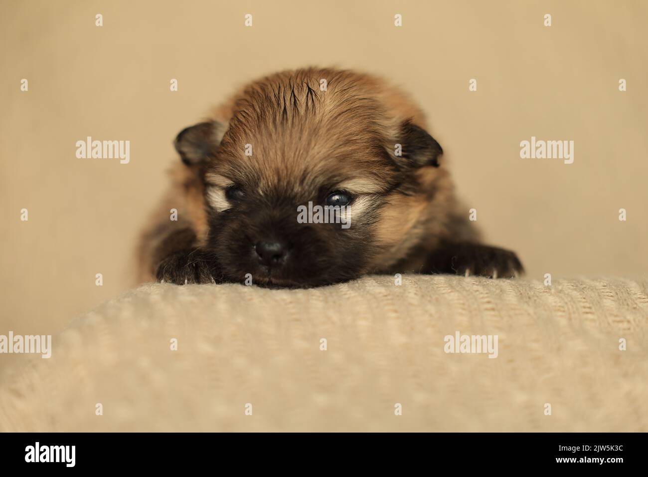 Close-up Portrait of serious and cute red two weeks old pomeranian ...