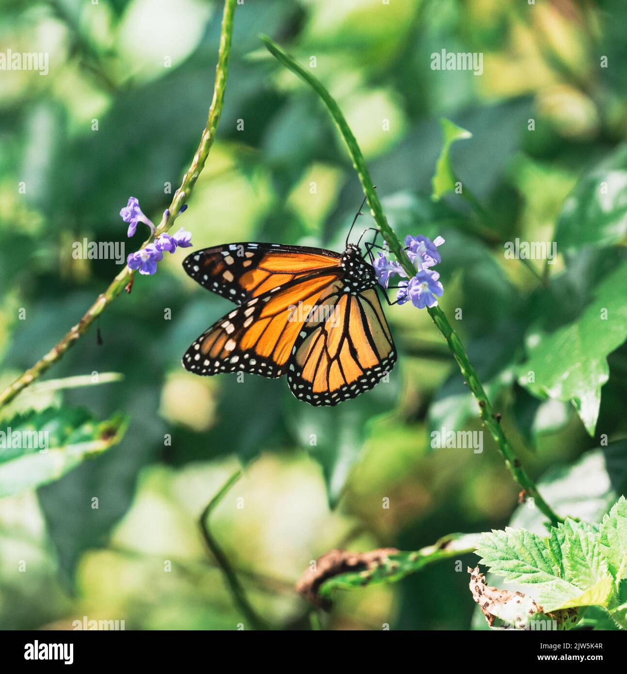 A monarch butterfly on a blue salvia plant Stock Photo - Alamy