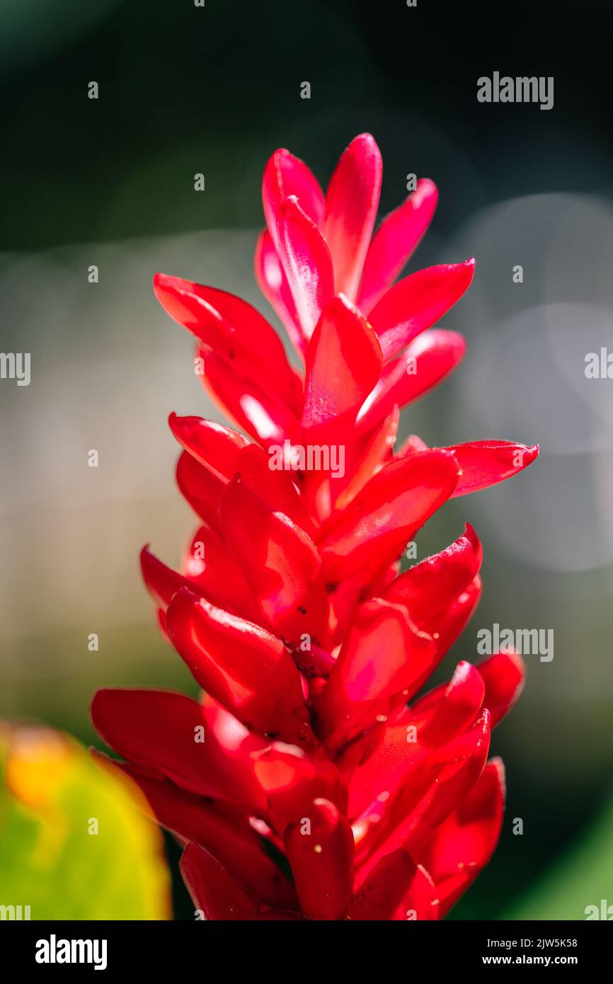 A vertical shallow focus of a red ginger plant Stock Photo - Alamy