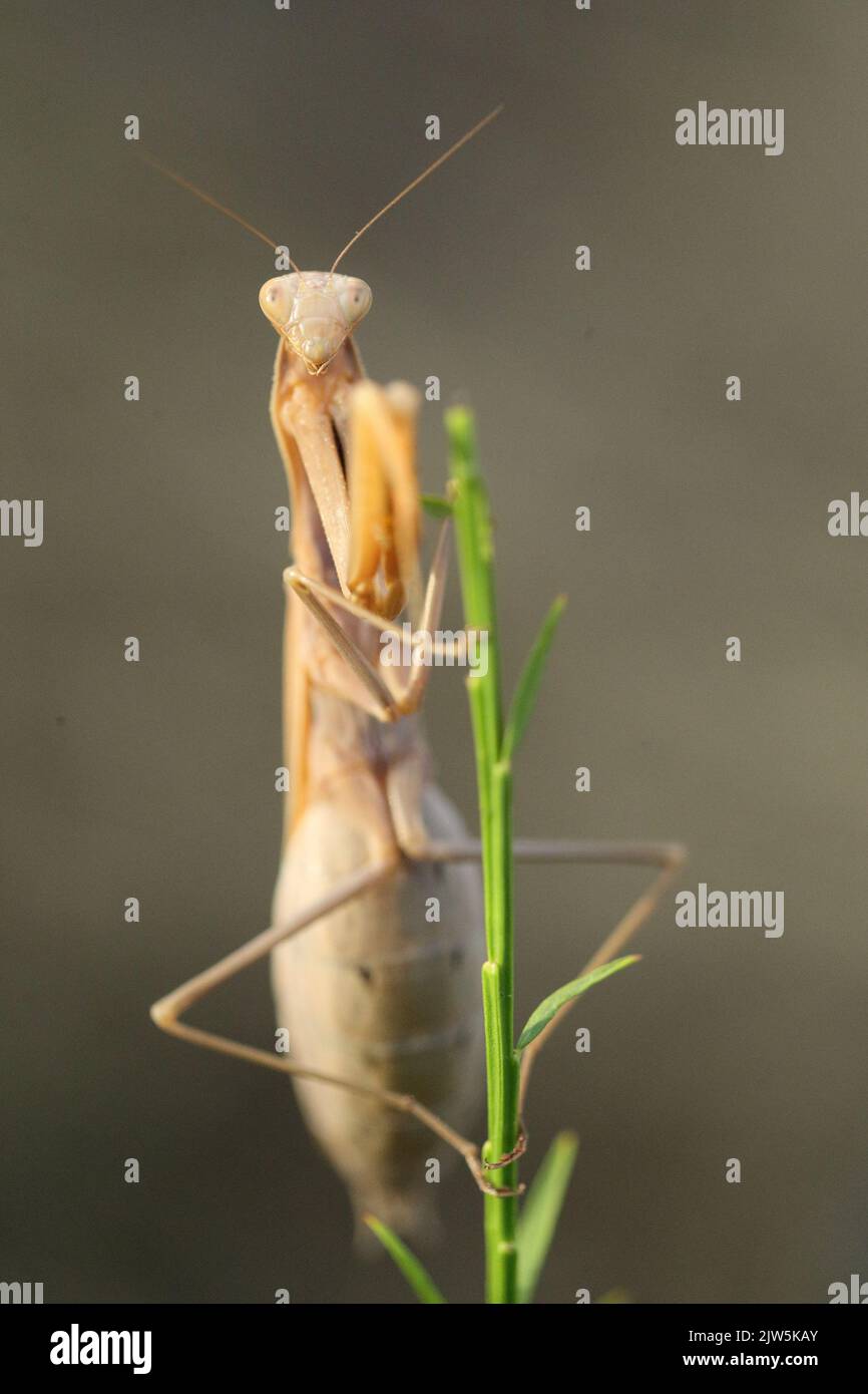 macro photography of wild praying mantis insect in its natural habitat ...