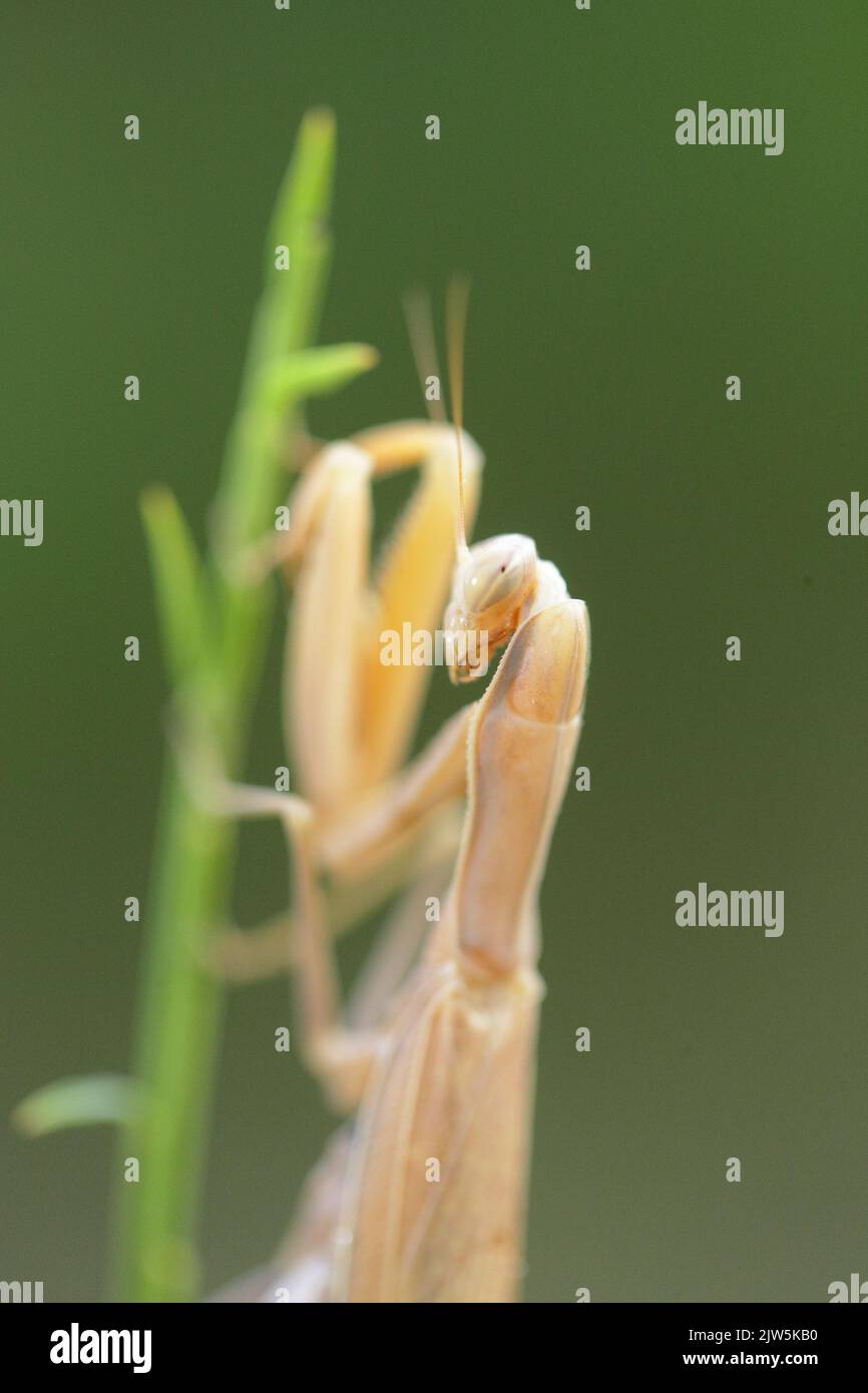 Young beige praying mantis perched on a green stem against a soft green ...