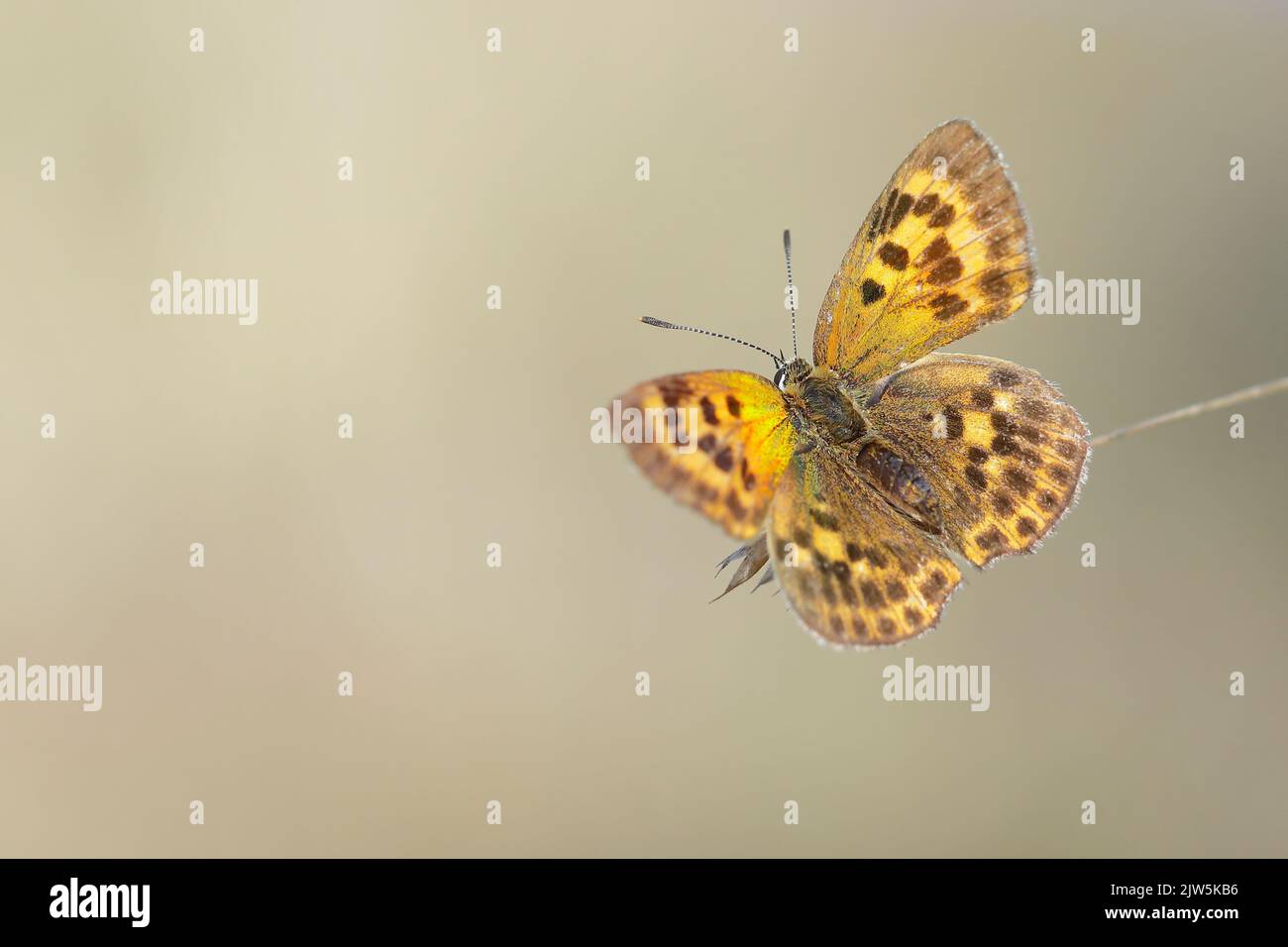 Small copper butterfly with open wings perched on thin branch, detailed ...