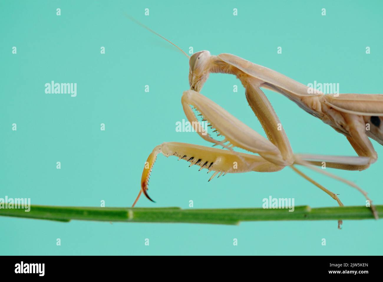 macro photography of wild praying mantis insect in its natural habitat ...