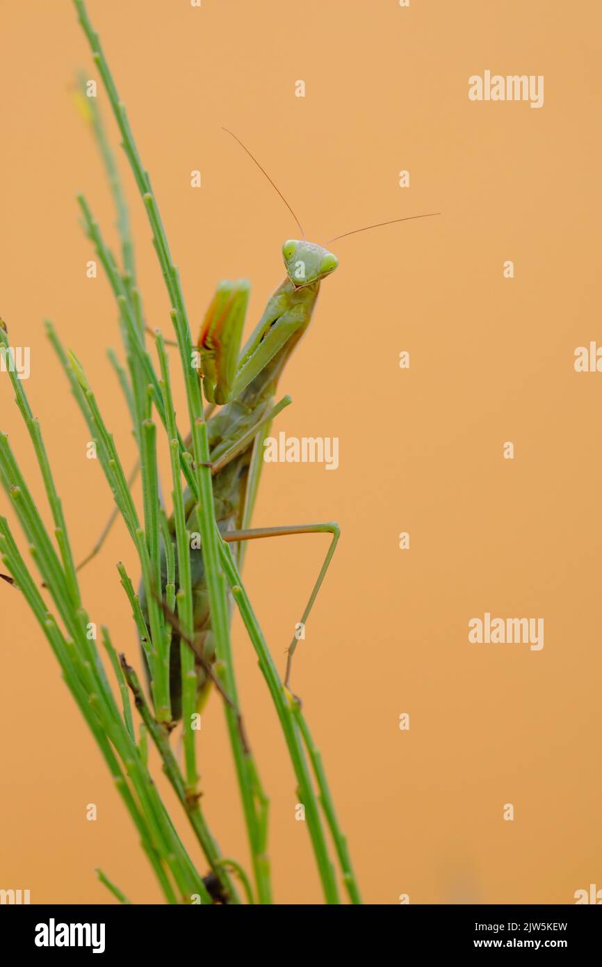 macro photography of wild praying mantis insect in its natural habitat ...