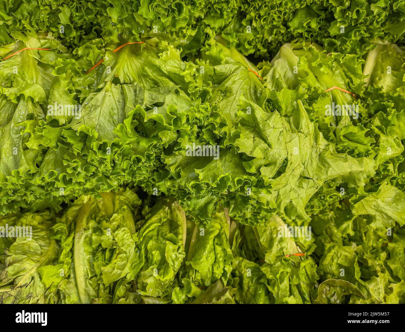 Lettuce display hi-res stock photography and images - Alamy