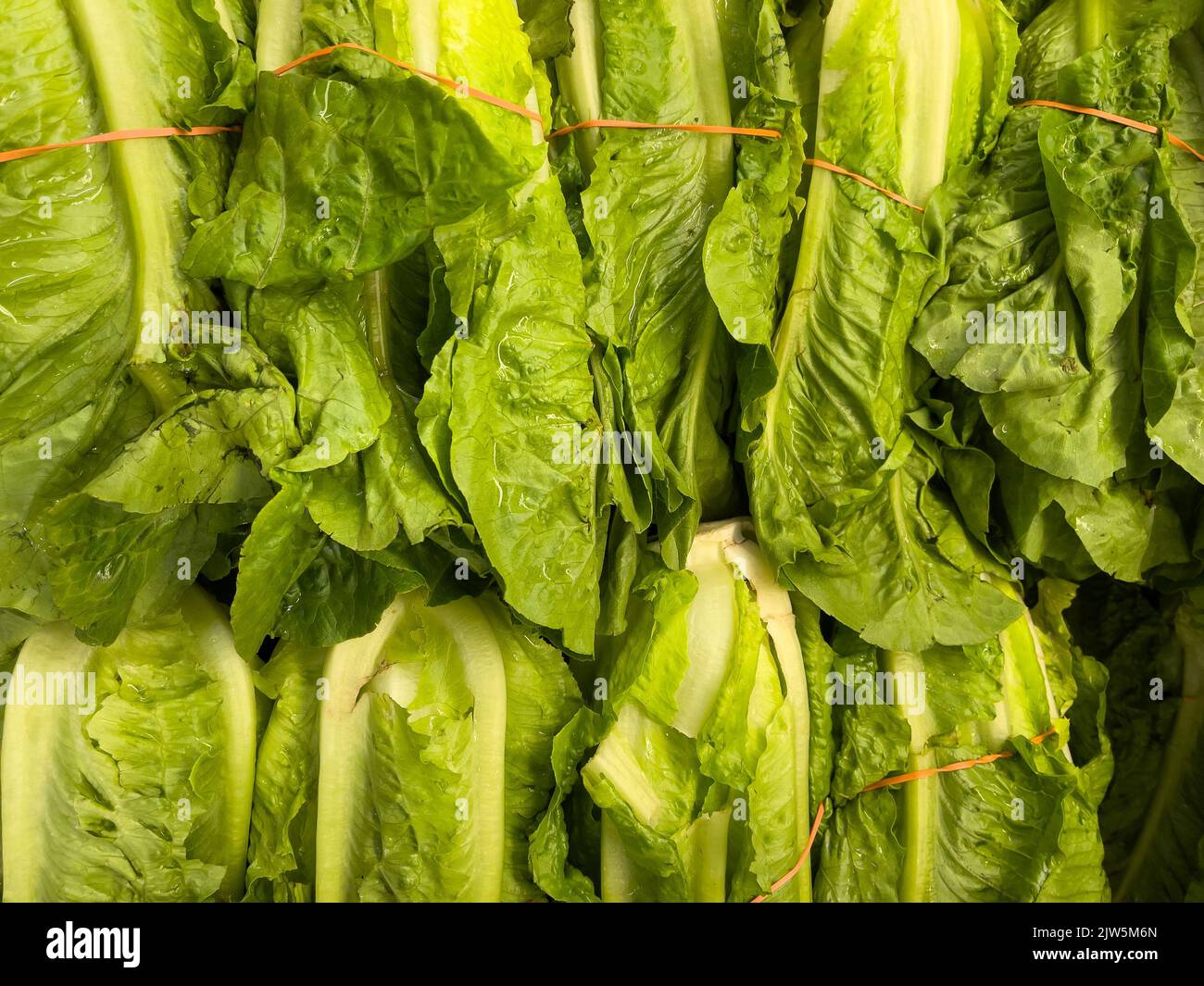 Organic Fresh Lettuce on display at supermarket Stock Photo - Alamy