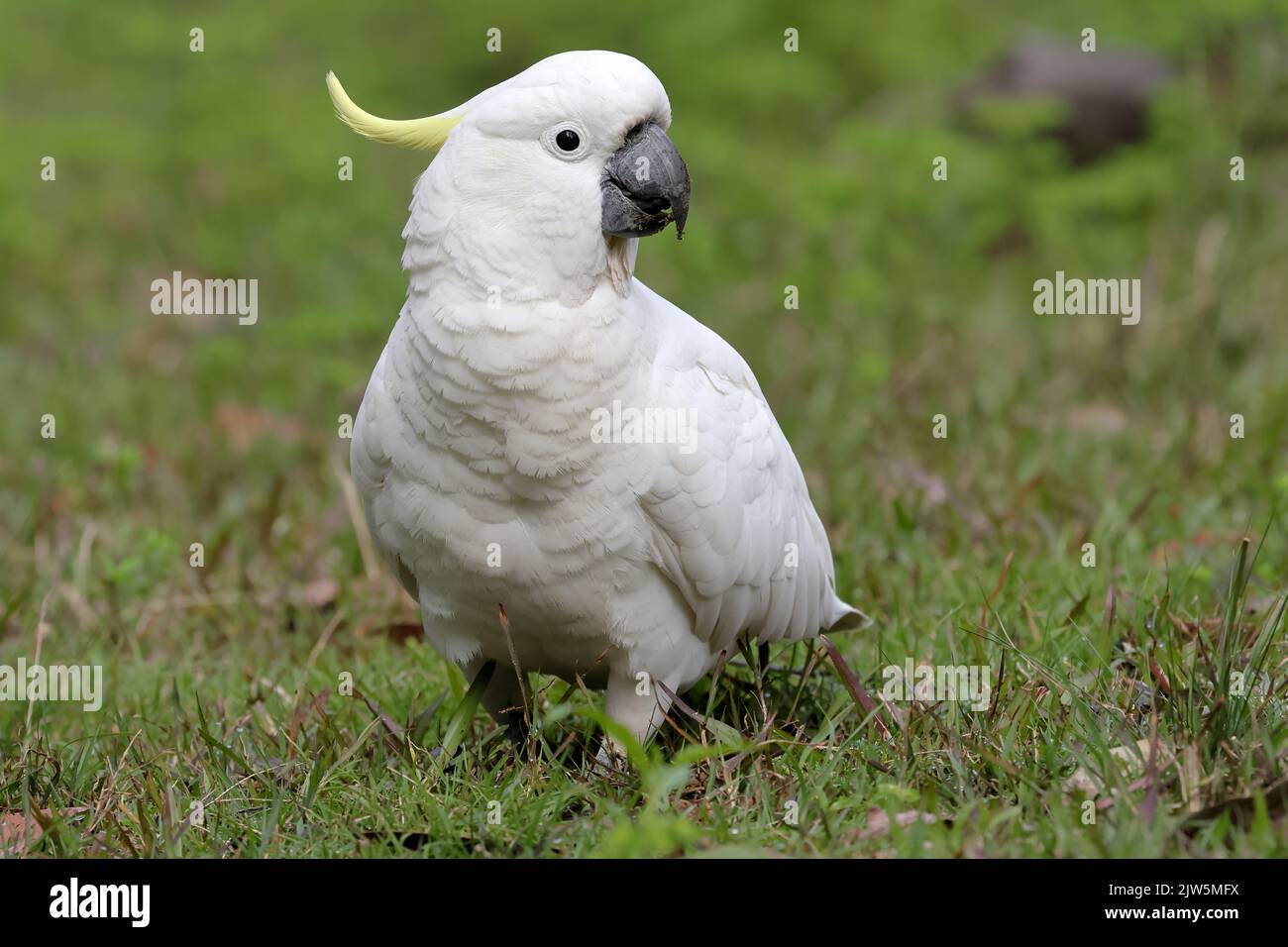 Close up of Australian Sulphur-crested Cockatoo Stock Photo - Alamy