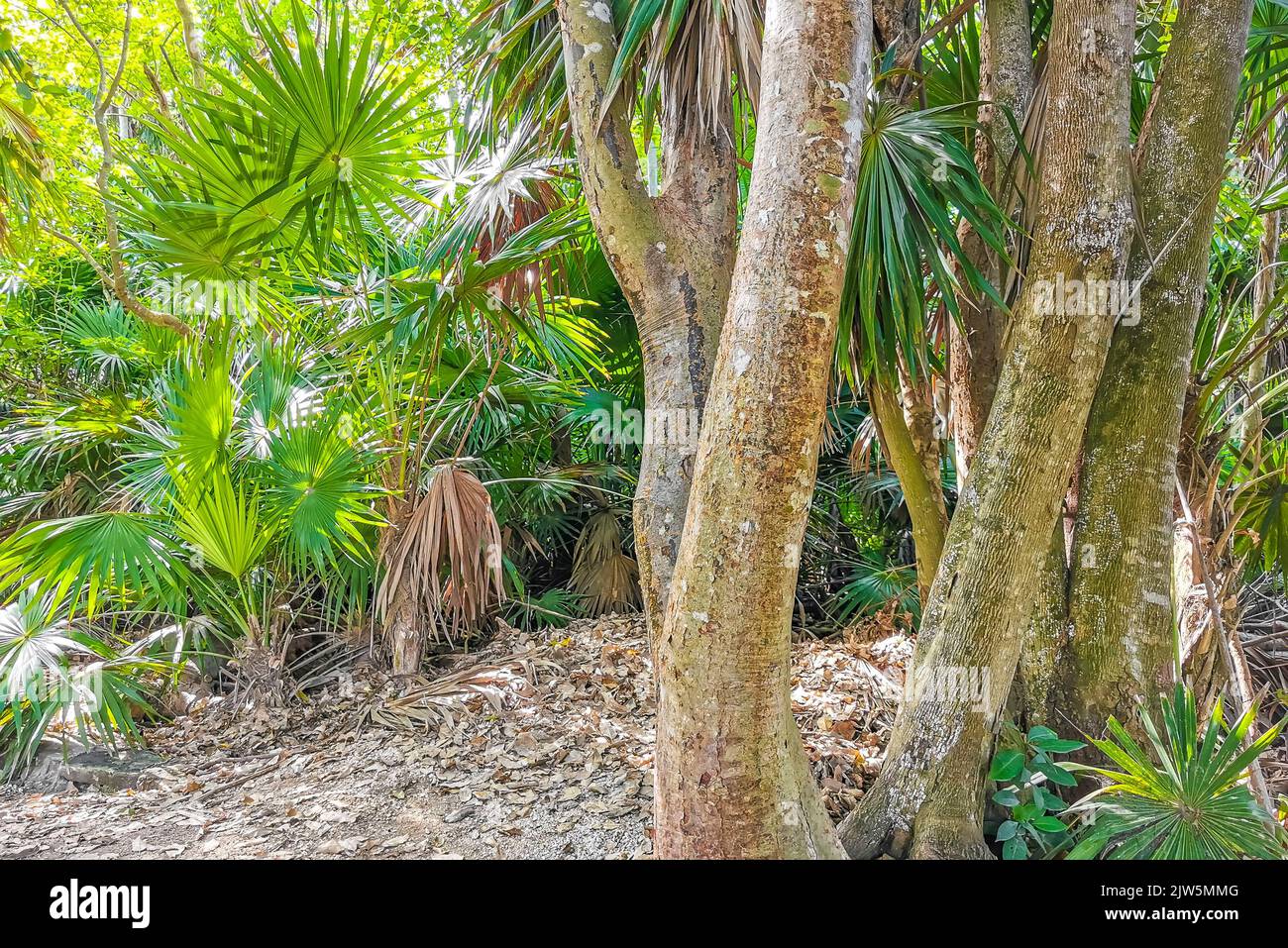 Tropical natural jungle forest palm trees at the ancient Tulum ruins ...