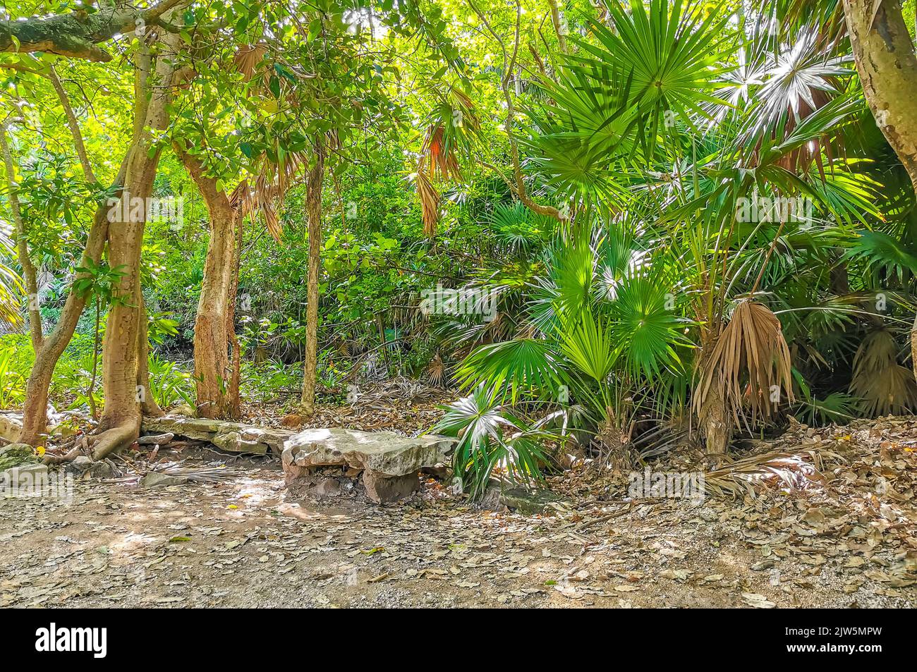 Tropical natural jungle forest palm trees at the ancient Tulum ruins ...