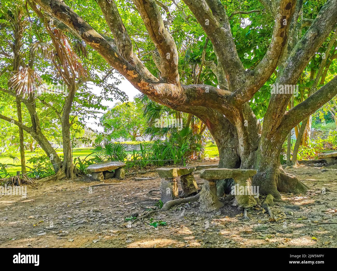 Tropical natural jungle forest palm trees at the ancient Tulum ruins ...