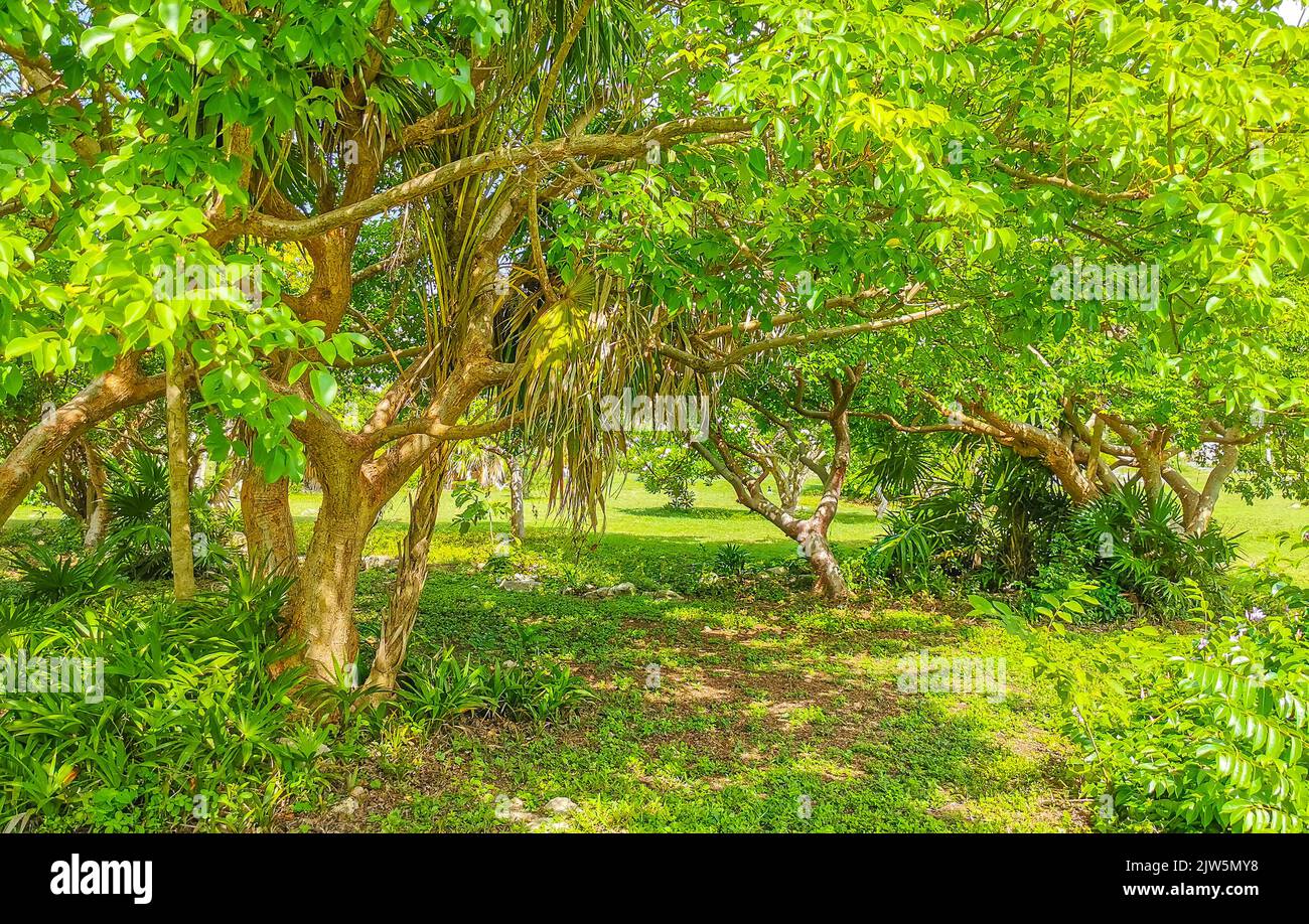 Tropical natural jungle forest palm trees at the ancient Tulum ruins ...