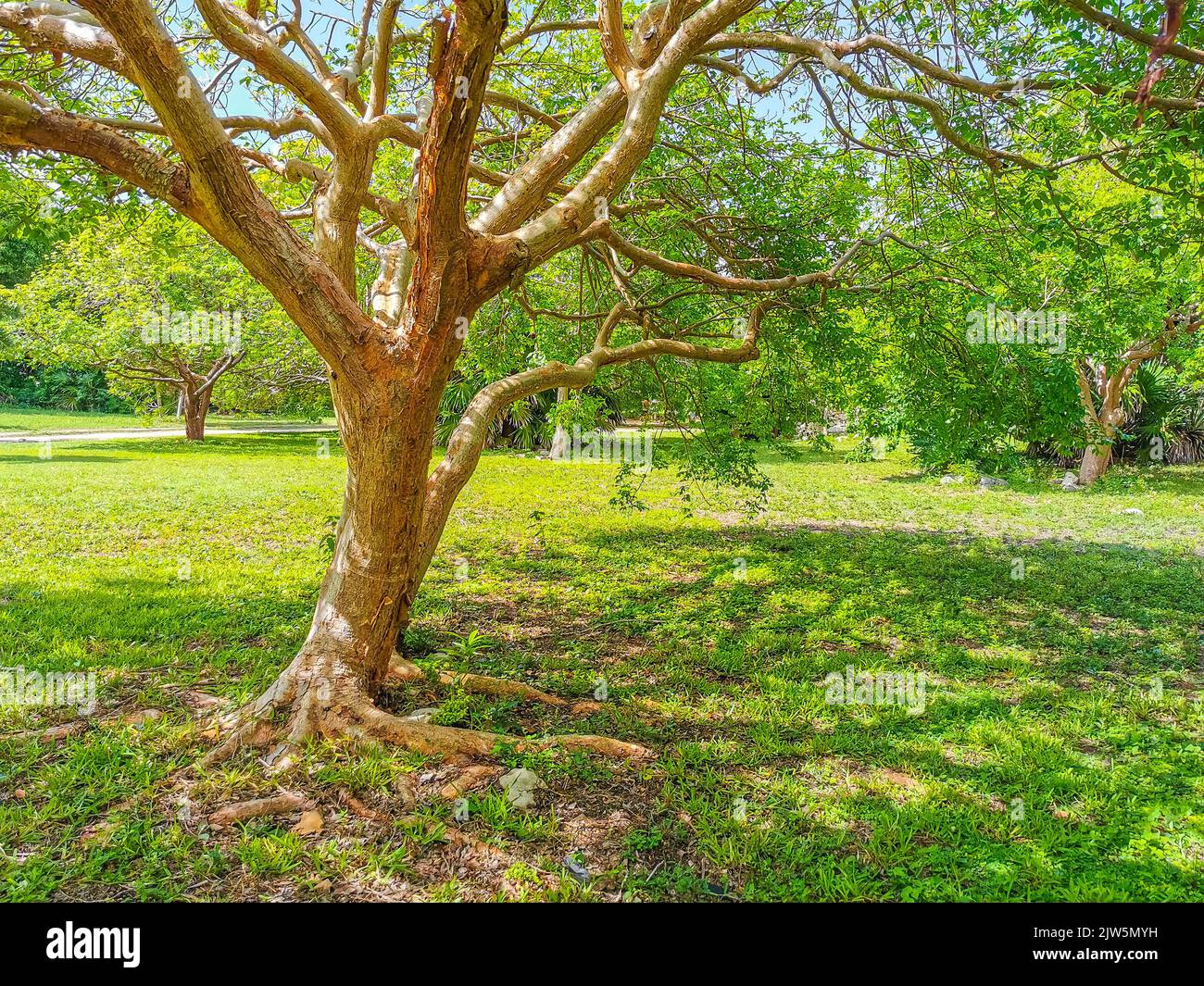 Tropical natural jungle forest palm trees at the ancient Tulum ruins ...