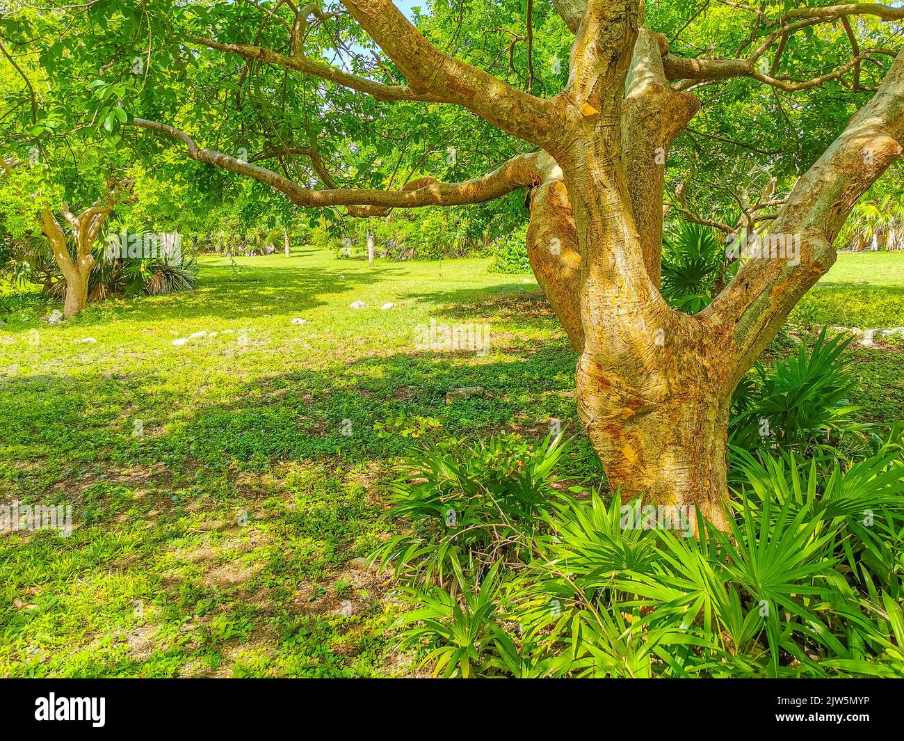 Tropical natural jungle forest palm trees at the ancient Tulum ruins ...