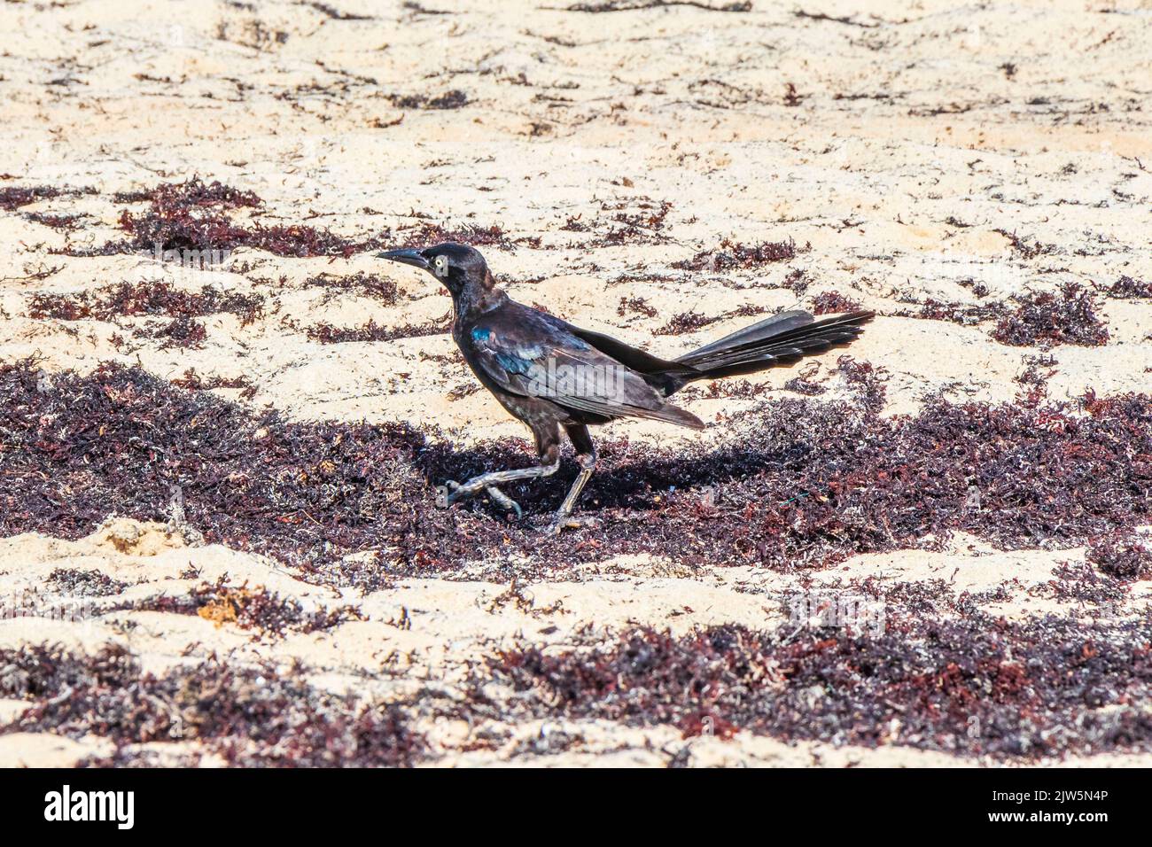 Great-Tailed Grackle Quiscalus mexicanus male female bird is eating ...