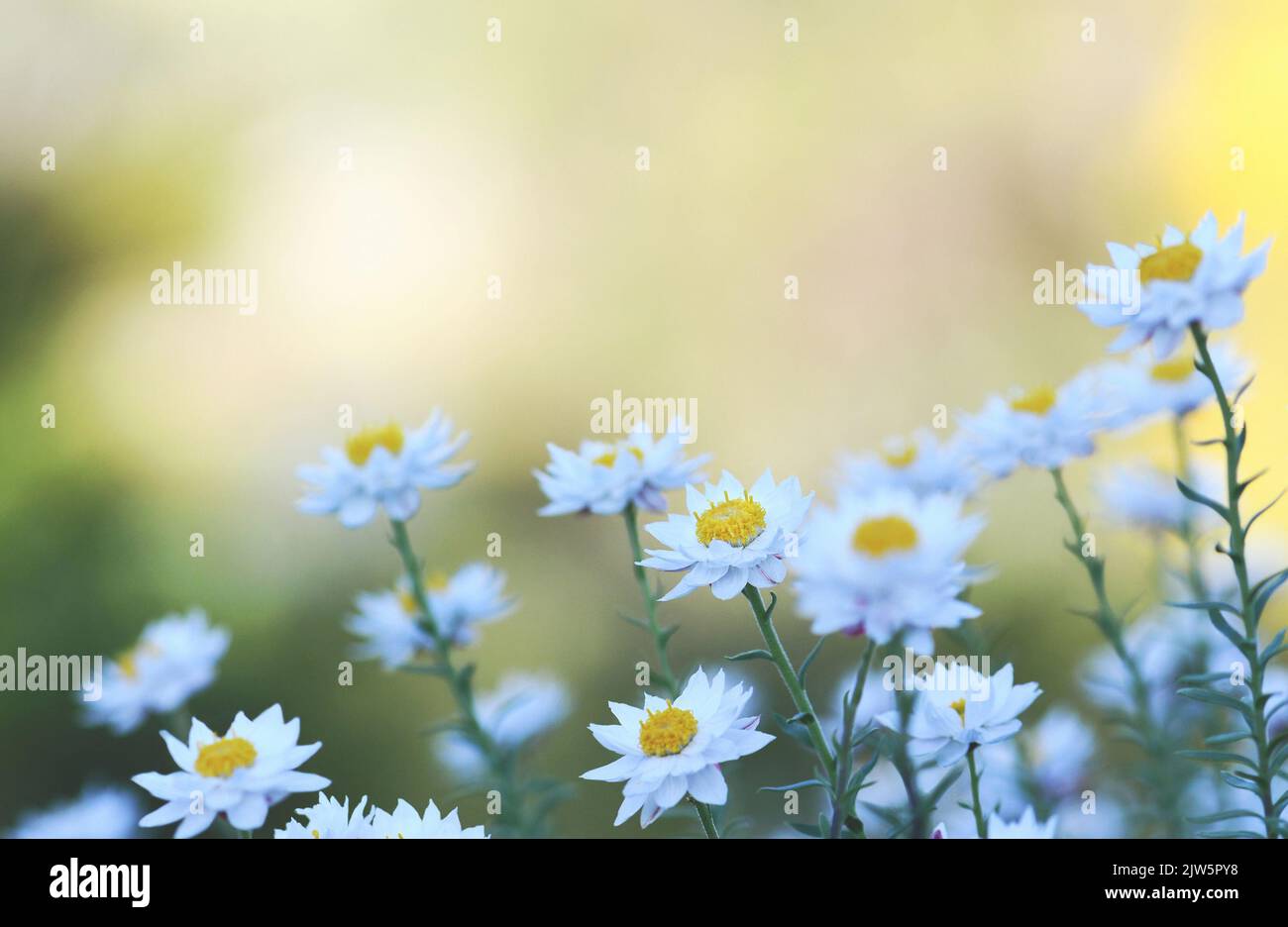 Spring nature background of Australian native white and yellow flowers ...