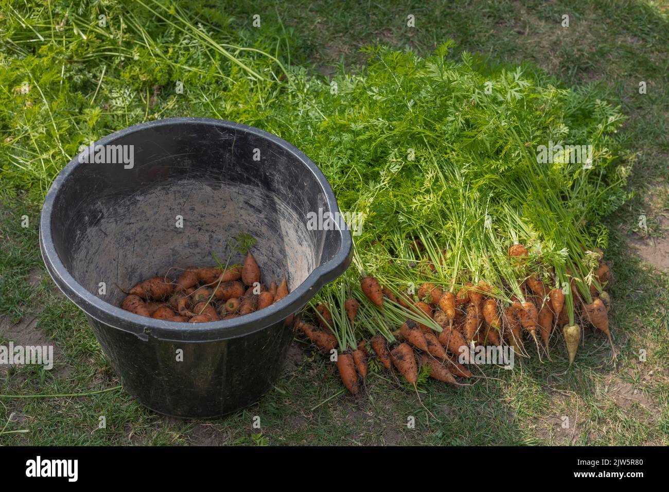 Growing carrots bucket hi-res stock photography and images - Alamy