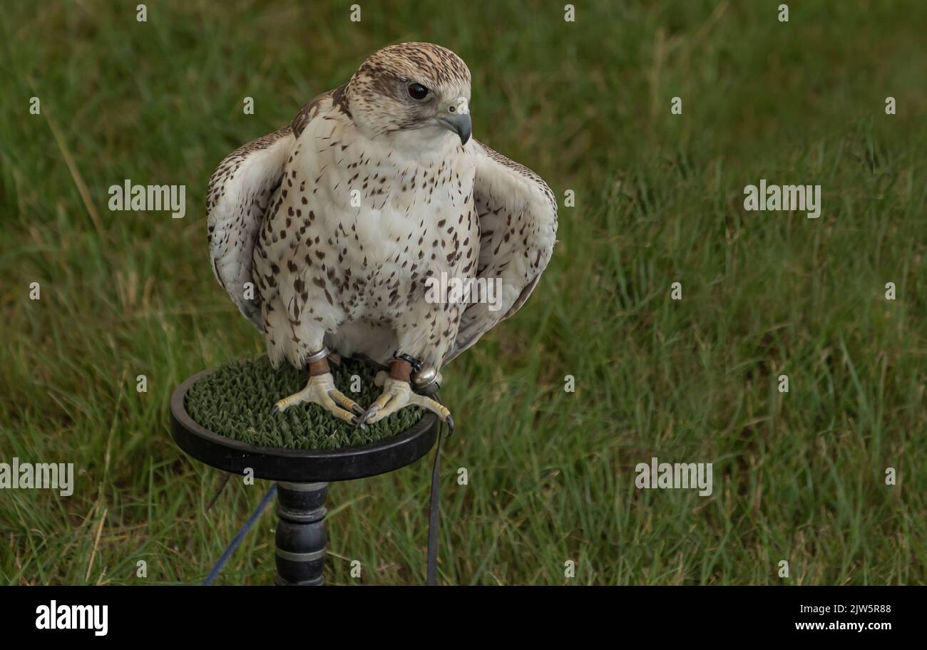Brown and white bird of prey sat on a perch on the grass Stock Photo ...