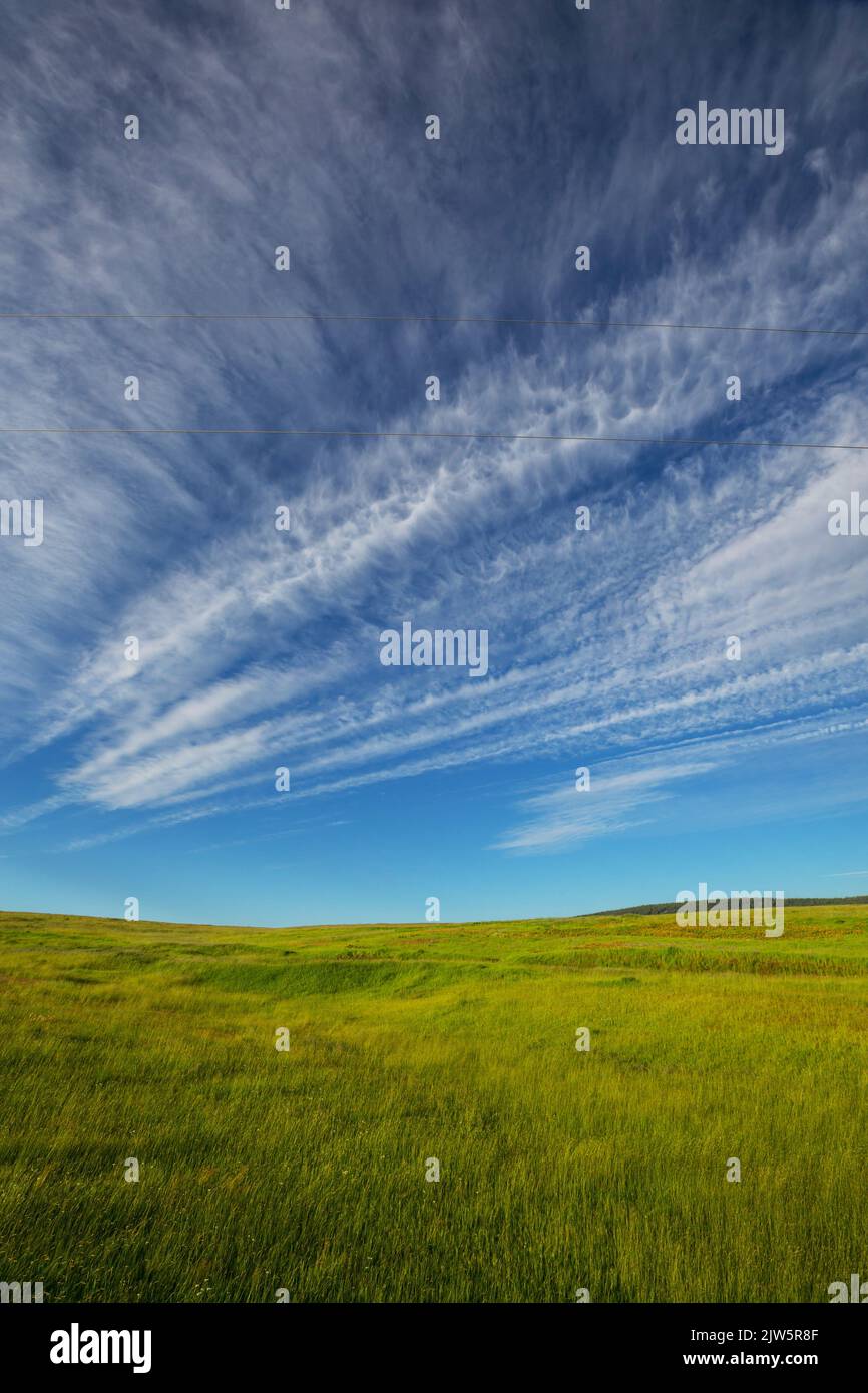 Green field in early summer season. Agriculture theme Stock Photo - Alamy