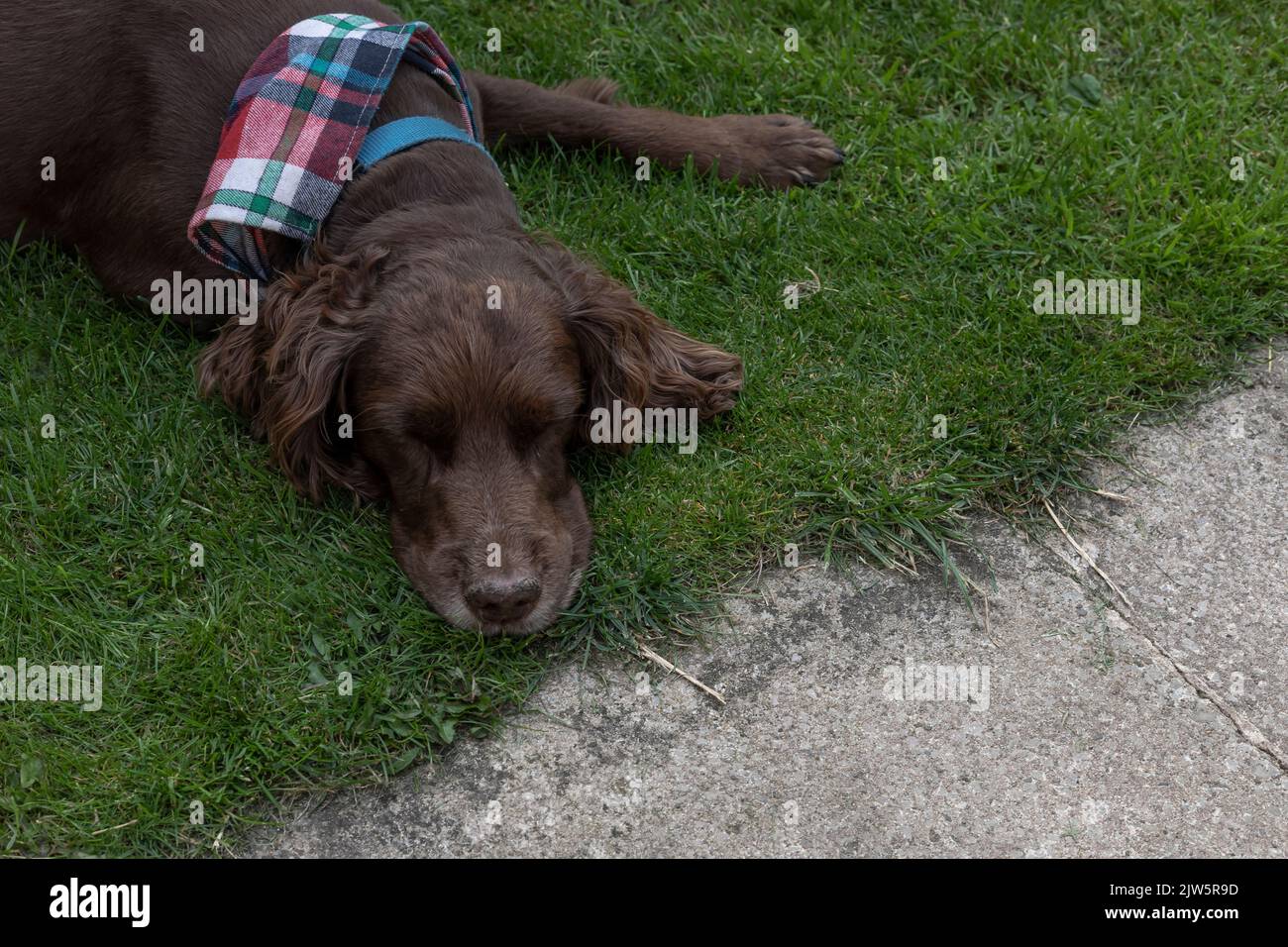 Brown working cocker spaniel asleepon the grass wearing a bandana Stock ...