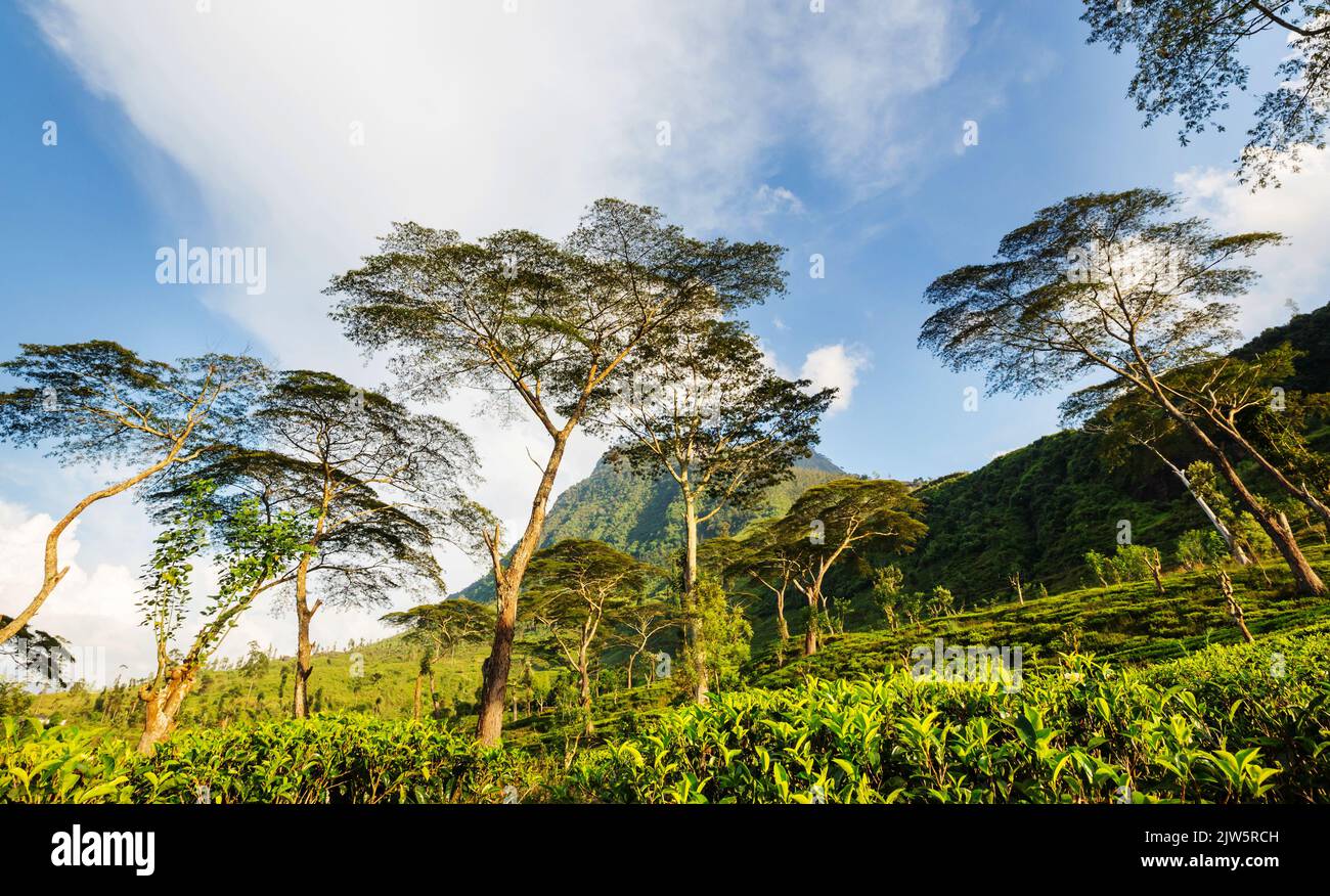 Green natural landscapes tea plantation on Sri Lanka Stock Photo - Alamy