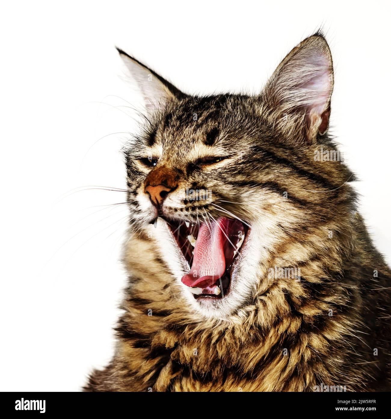 Beautiful domestic cat yawns on white background. Studio photography of animals. Square aspect ...